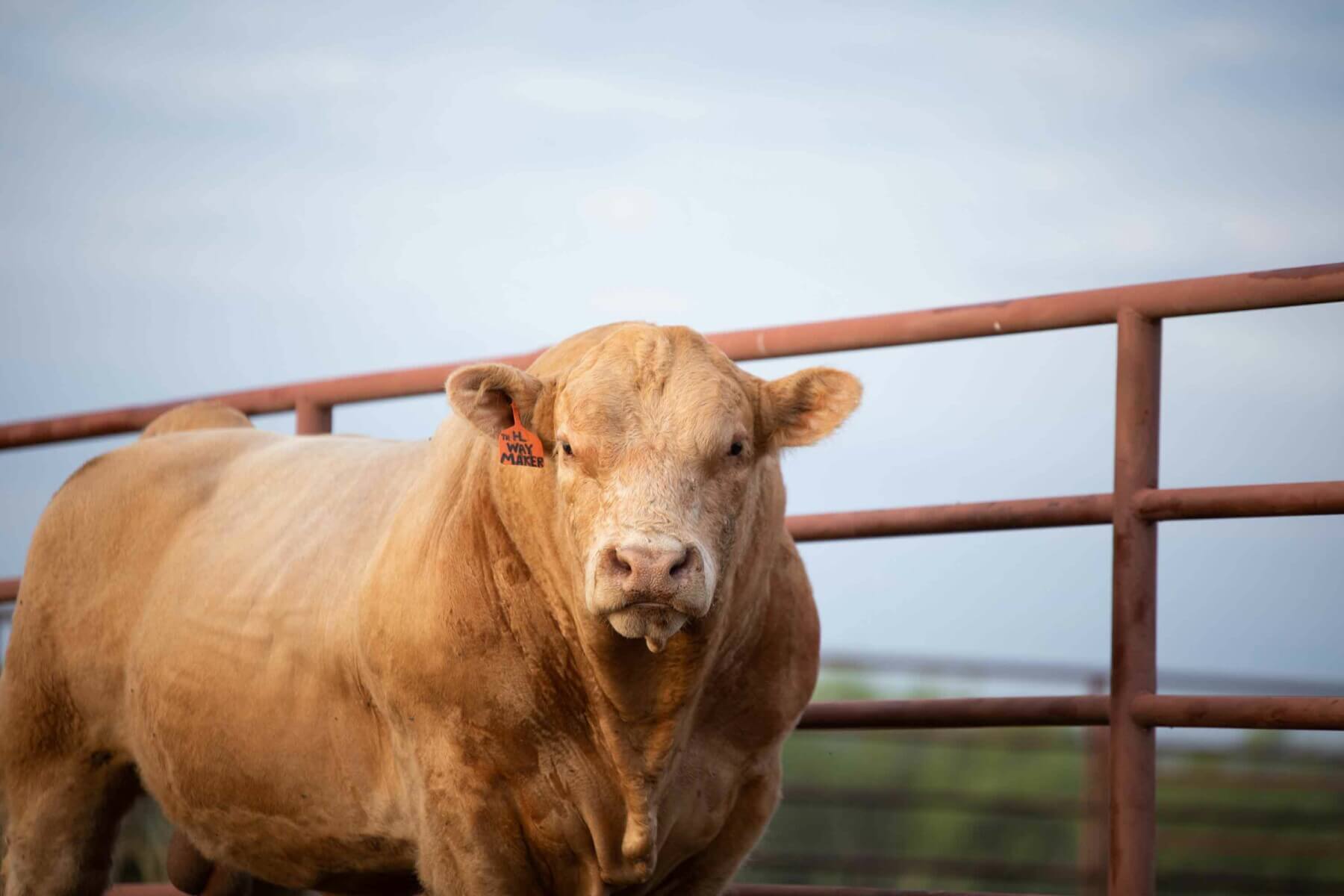 Home - Express Livestock Genomics