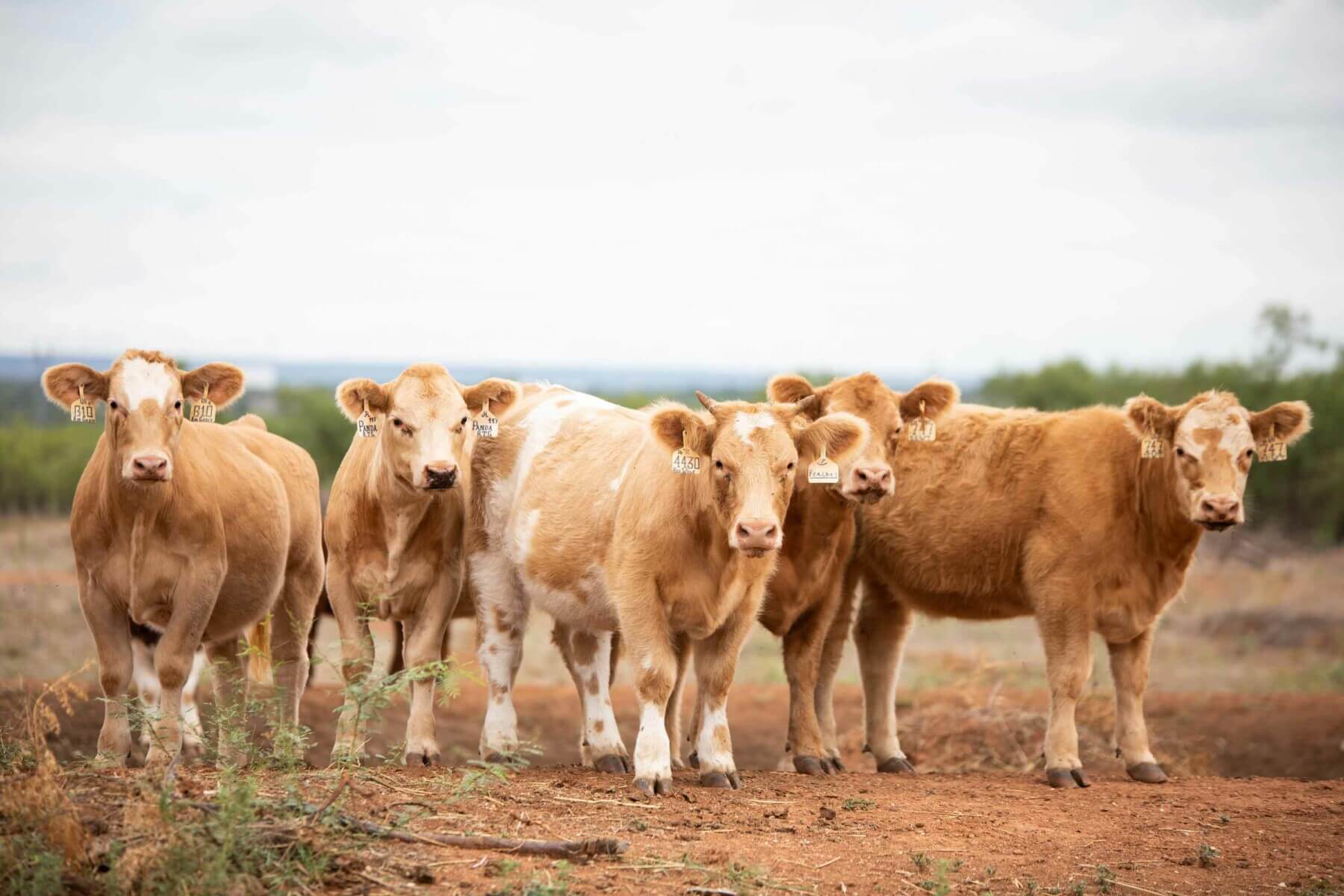 Home - Express Livestock Genomics